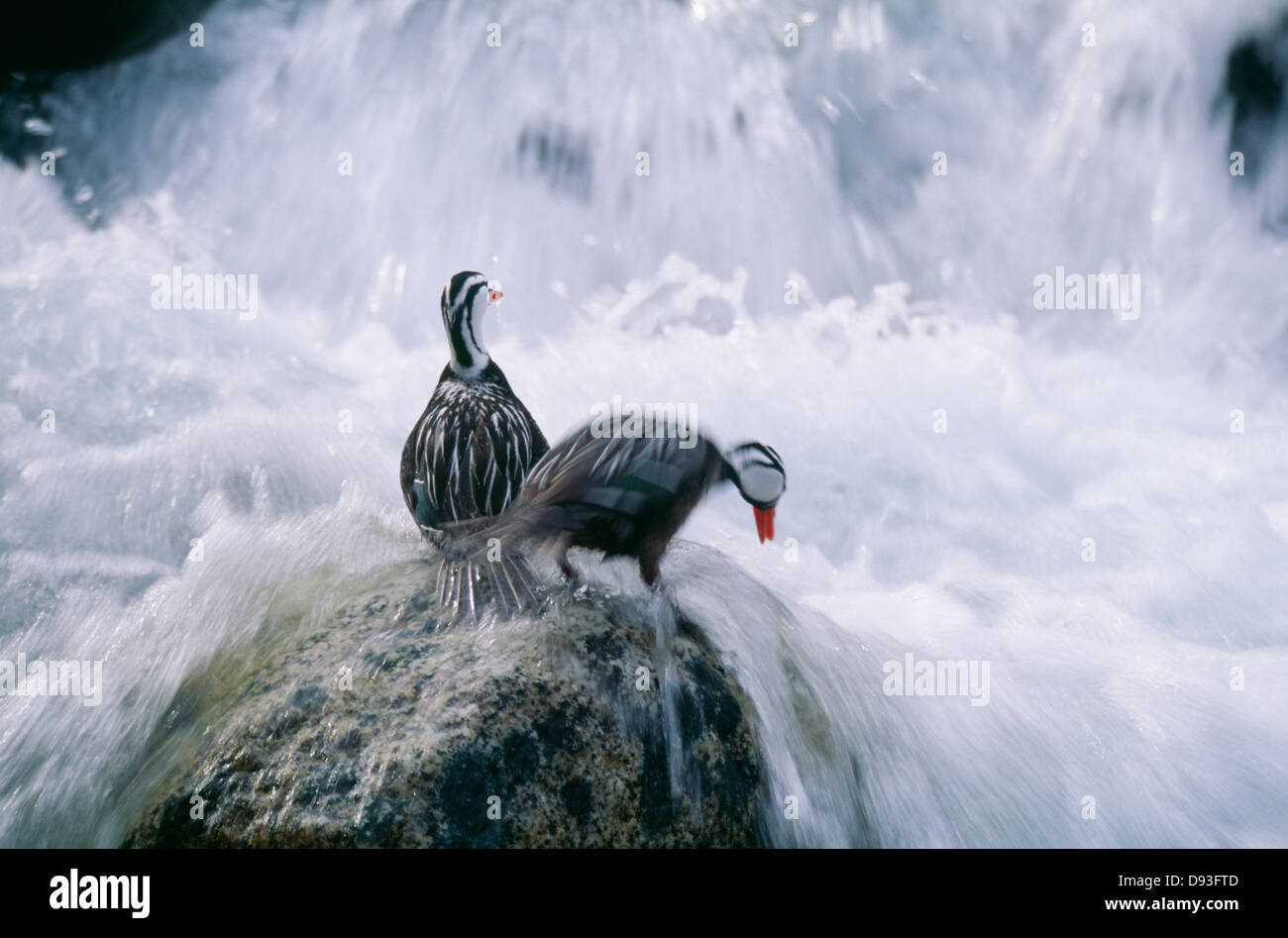 Birds at rock near water fall Stock Photo - Alamy