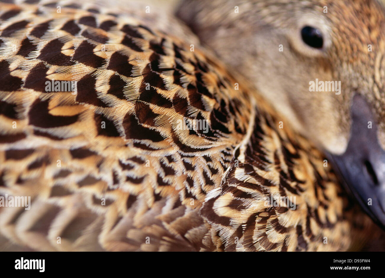 Wing of bird, close-up Stock Photo - Alamy