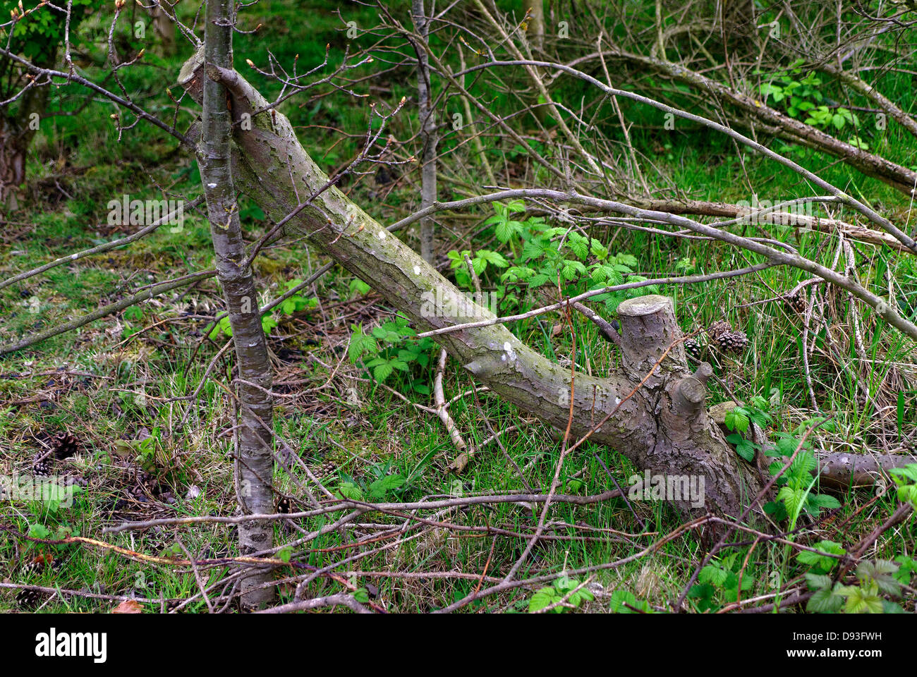 N shaped logs Stock Photo - Alamy