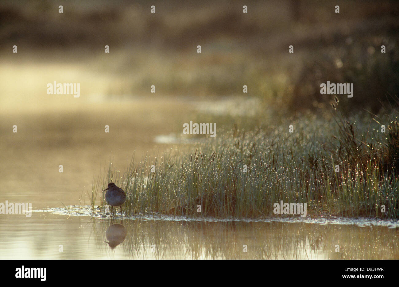 Bird at the edge hi-res stock photography and images - Alamy