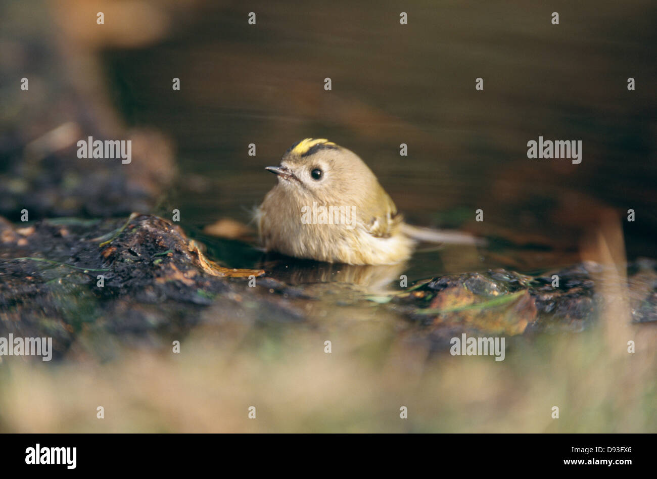 Bird in water Stock Photo - Alamy
