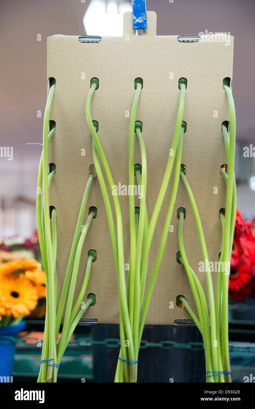 Flower export. flowers packed and ready for shipping. Photographed in ...
