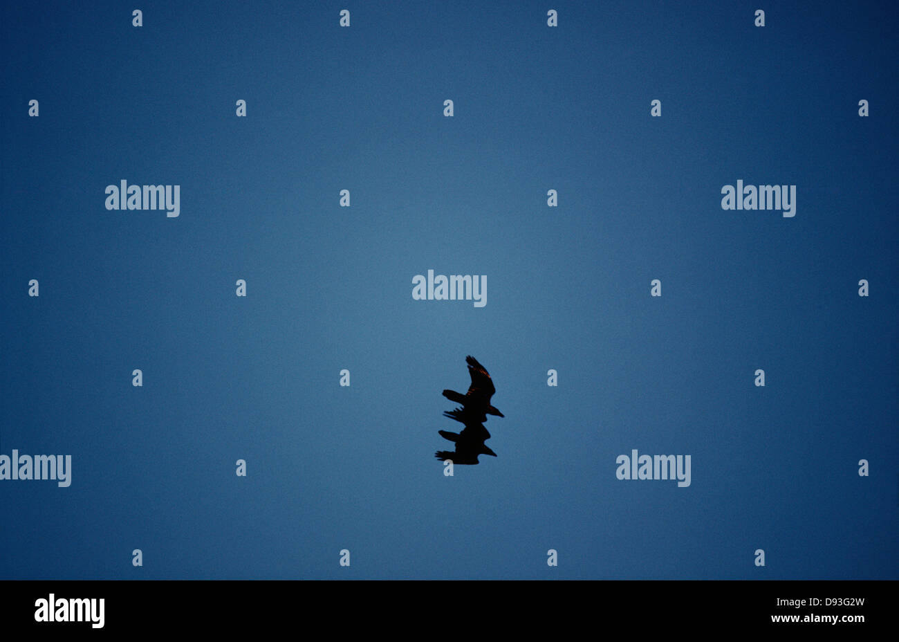High Angle View Raven Flying Stock Photos & High Angle View Raven ...