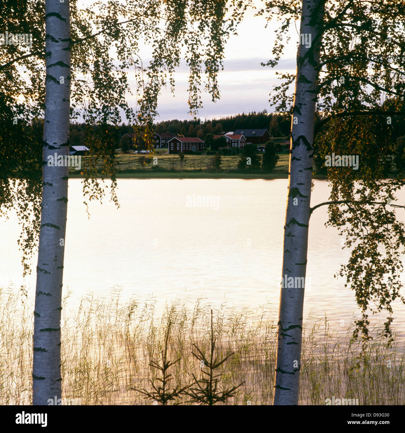 Square trunk tree hi-res stock photography and images - Alamy