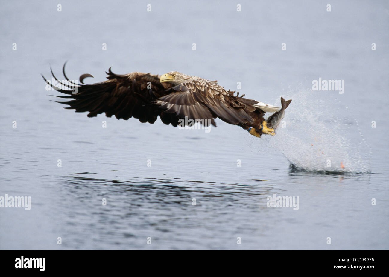 Eagle capture hi-res stock photography and images - Alamy