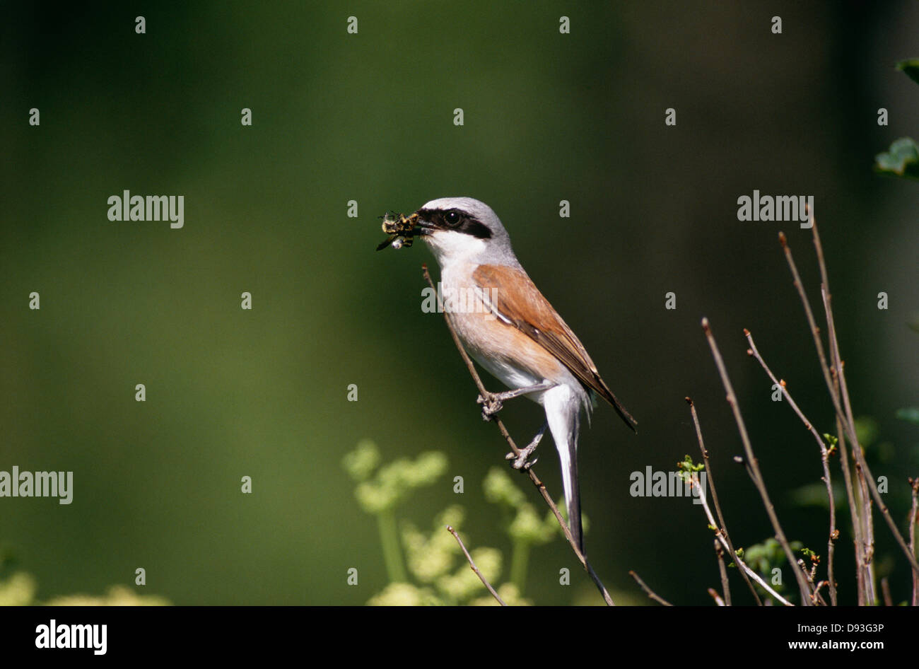 Bird sitting on stem Stock Photo - Alamy