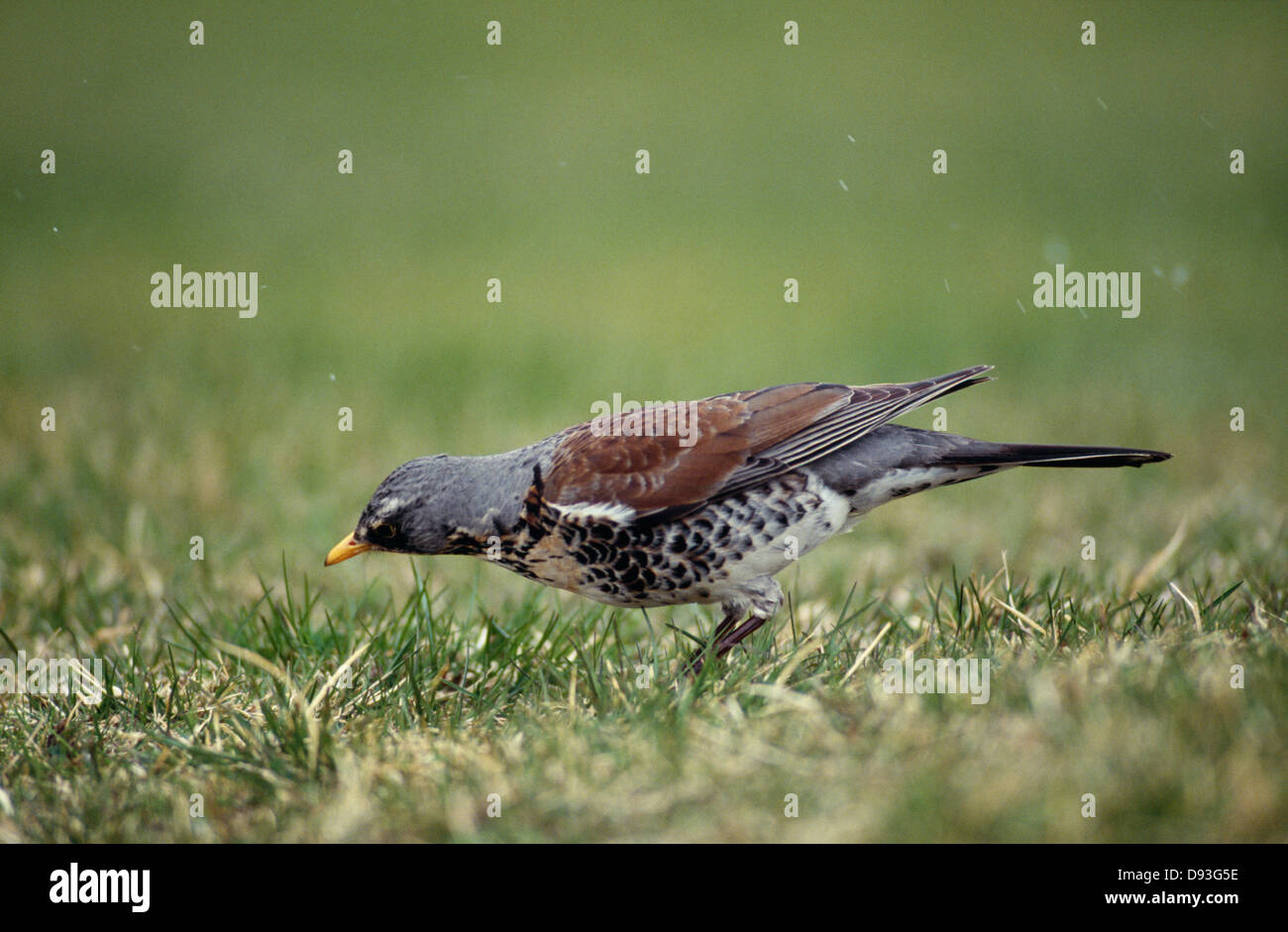 Bird standing on grass Stock Photo - Alamy