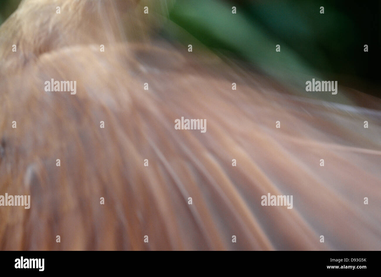 Wing of bird, close-up Stock Photo - Alamy
