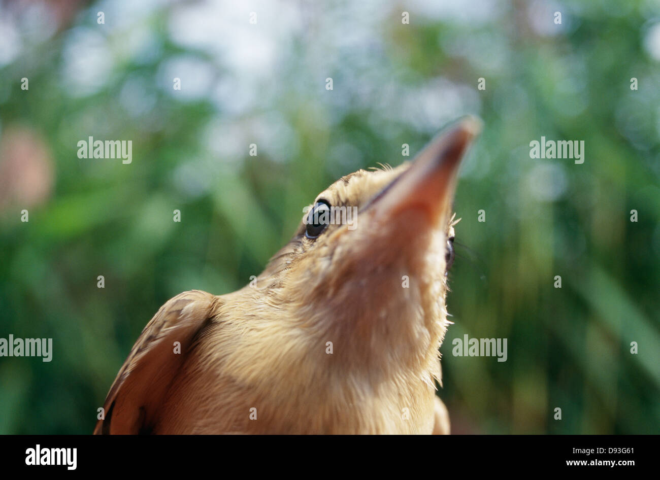 Bird face, close-up Stock Photo - Alamy
