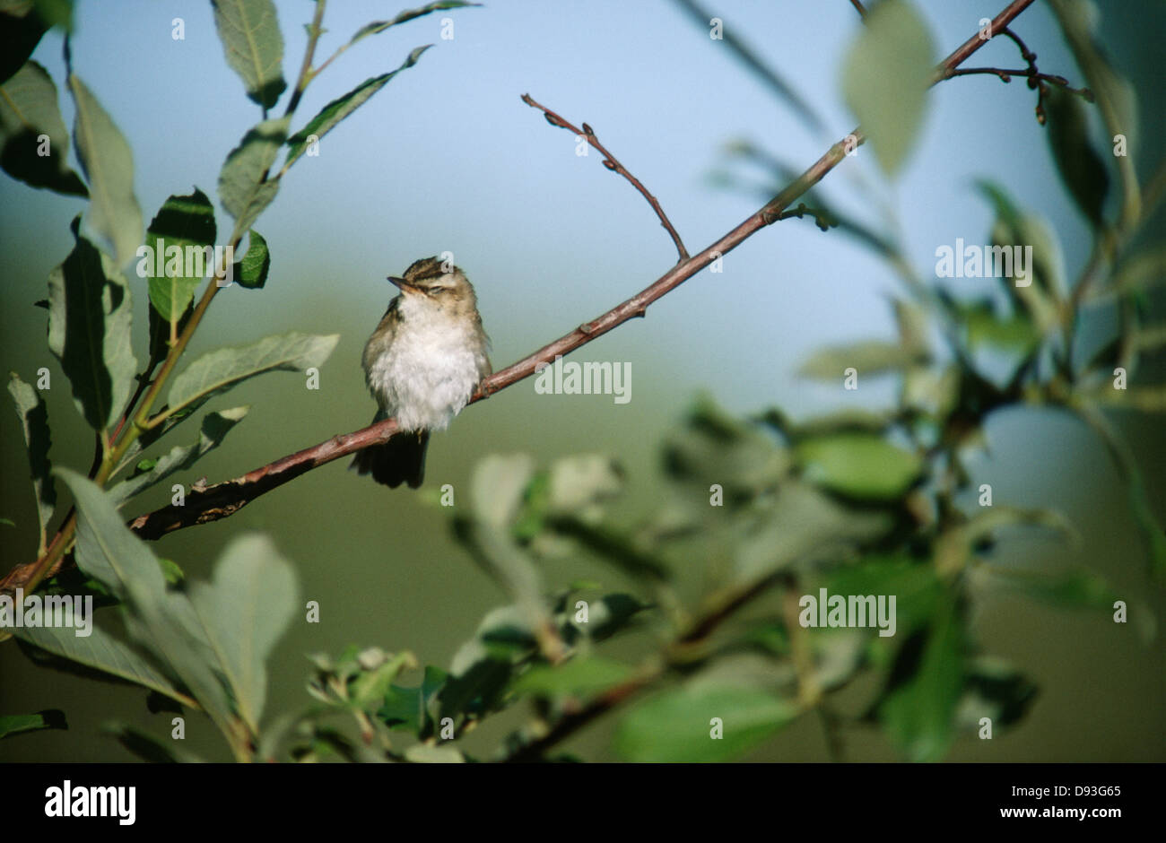 Bird on stem hi-res stock photography and images - Alamy