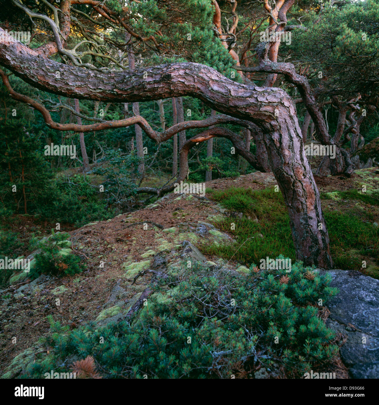 View of forest Stock Photo - Alamy
