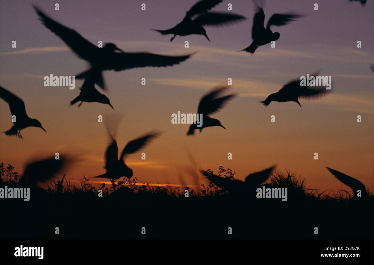 Flock of birds flying Stock Photo - Alamy