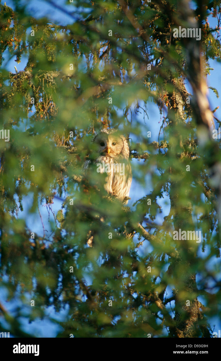 Owl perched on branch Stock Photo - Alamy