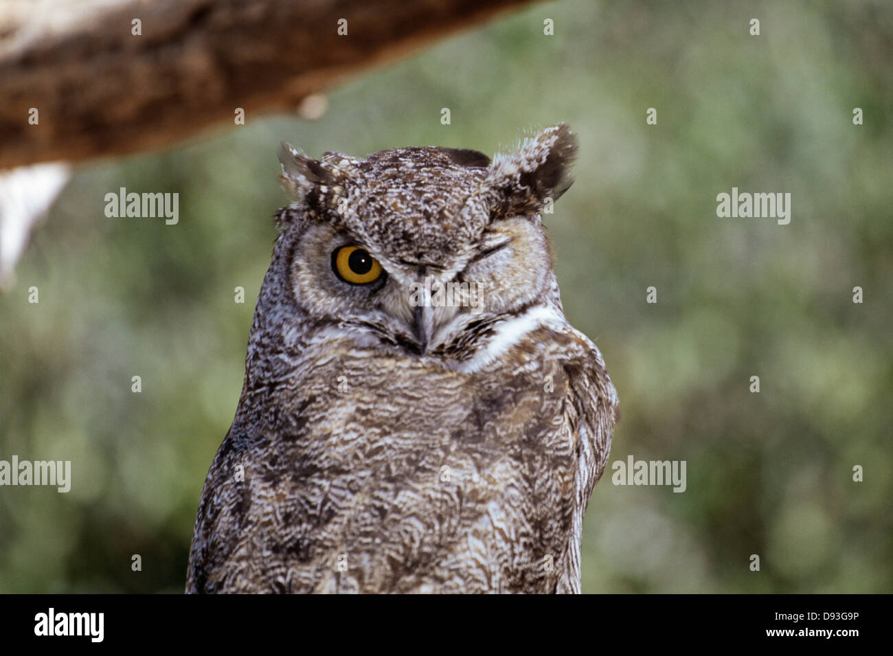 Winking and owl hi-res stock photography and images - Alamy