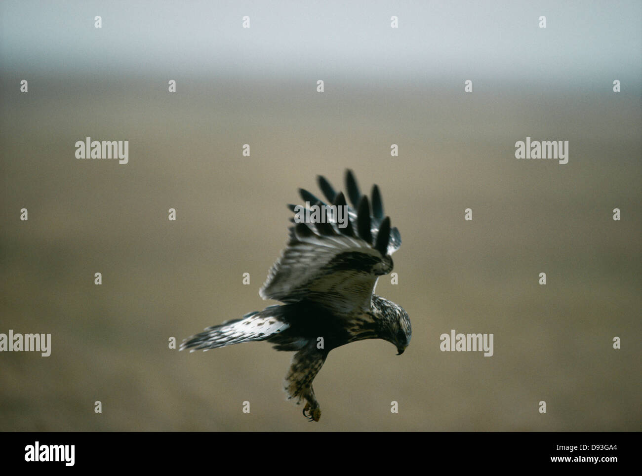 A rough-legged buzzard flying Stock Photo - Alamy