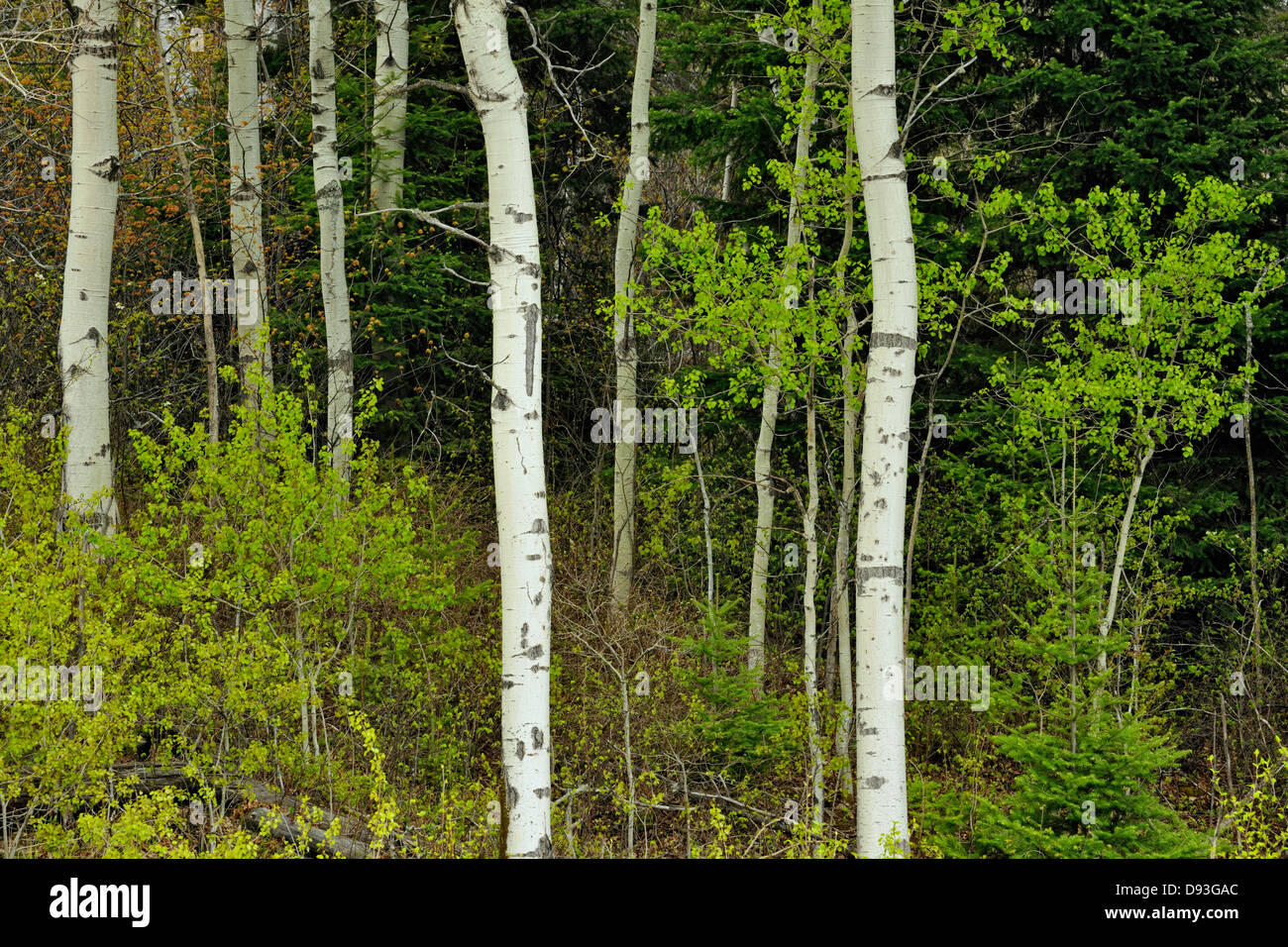 A woodland of aspen with emerging spring leaves in the understory ...