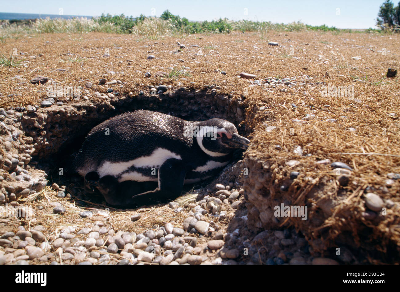 In open ground hi-res stock photography and images - Alamy