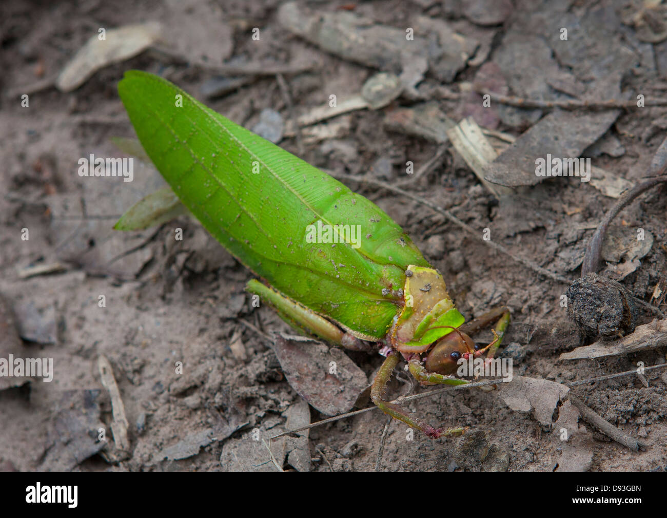 Laos insect hi-res stock photography and images - Alamy