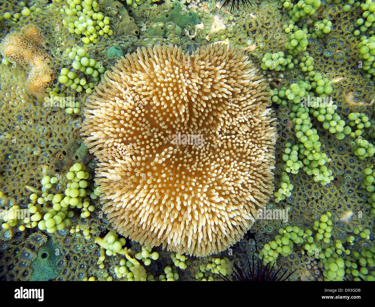 Sea anemone Stichodactyla helianthus, on ocean floor covered by marine ...