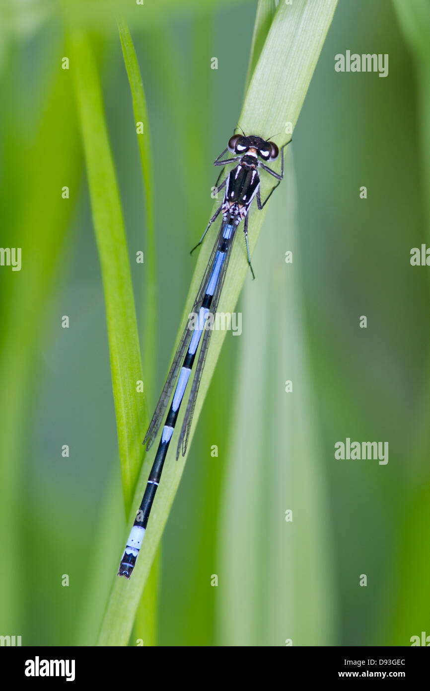 Variable damselflies hi-res stock photography and images - Alamy
