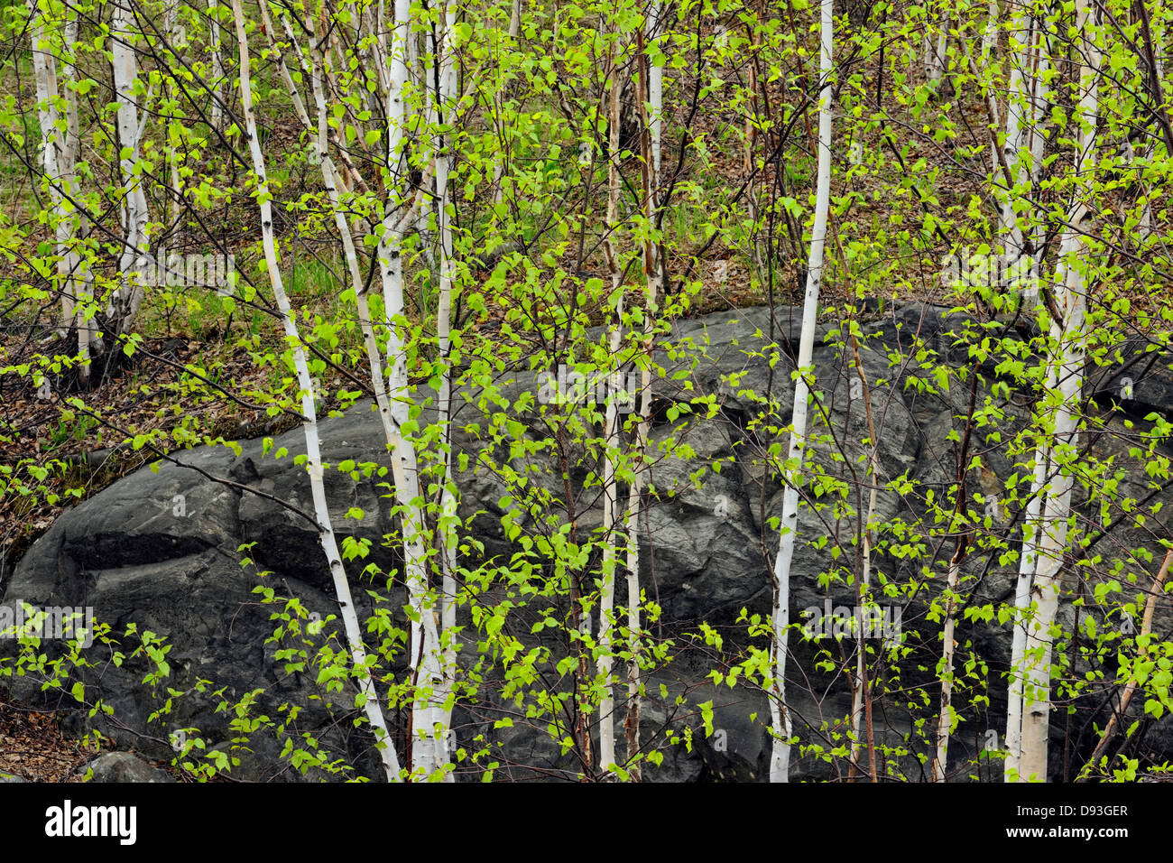 Pure white birch trees hi-res stock photography and images - Alamy