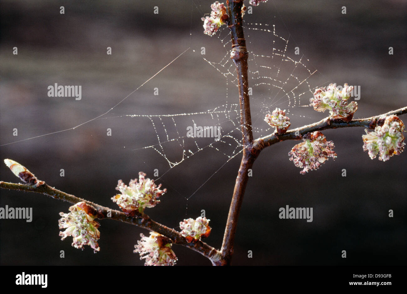 Plant structure, close-up Stock Photo - Alamy