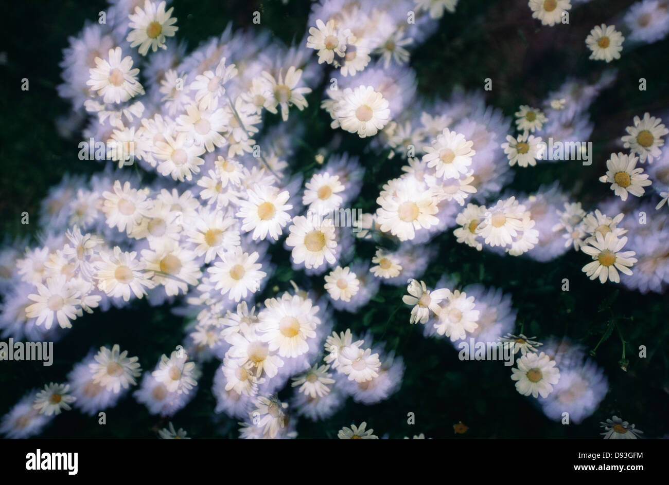 Flowers, overhead view Stock Photo - Alamy