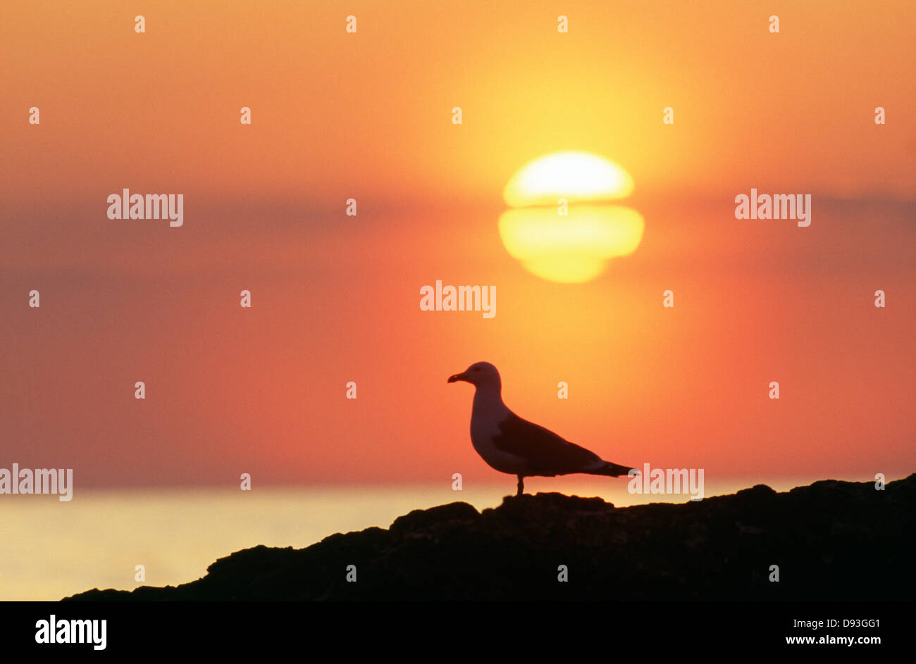 Herring Gull with sunset in background Stock Photo - Alamy