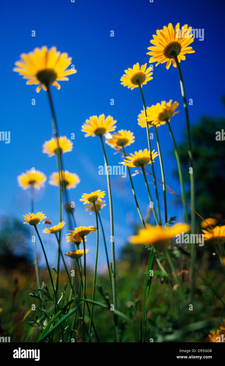 Flowers, low angle view, close-up Stock Photo - Alamy