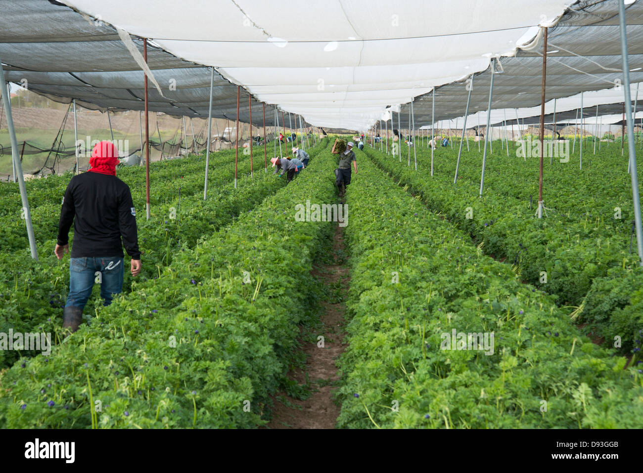 Greenhouse agriculture israel hi-res stock photography and images - Alamy