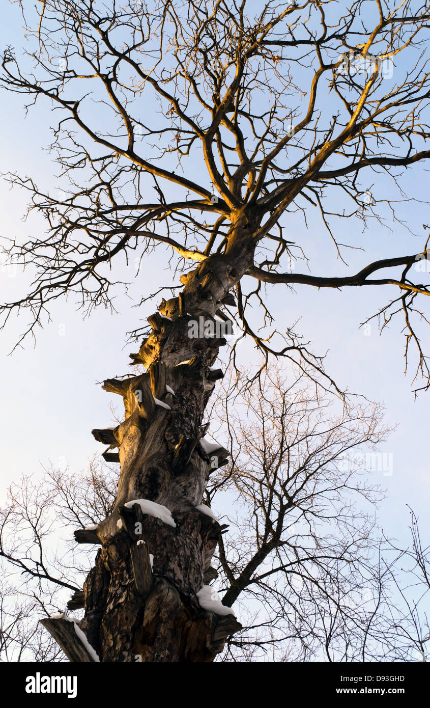 High up cutting tree branches hi-res stock photography and images - Alamy