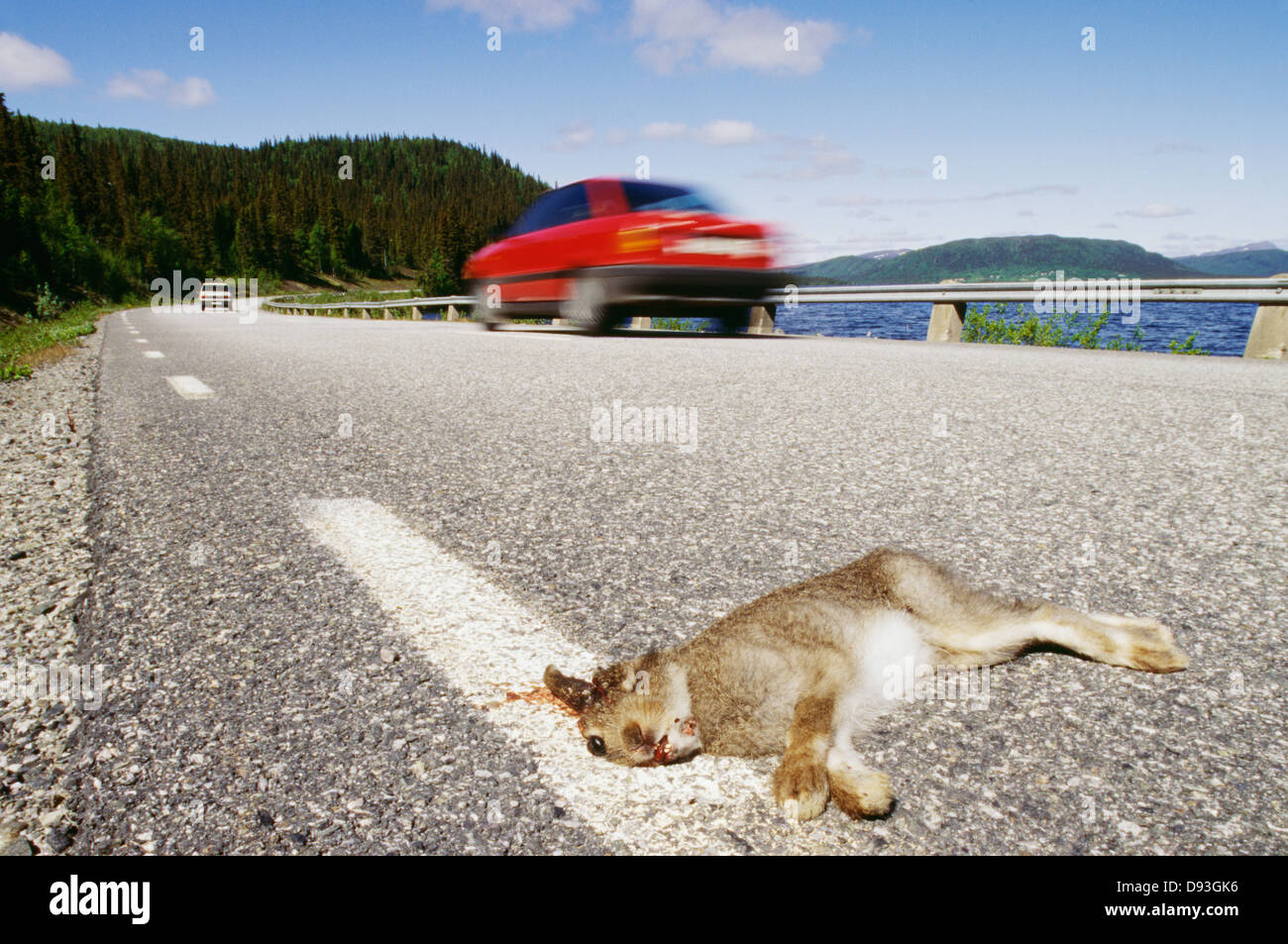 Dead wild rabbit on road, close-up Stock Photo - Alamy