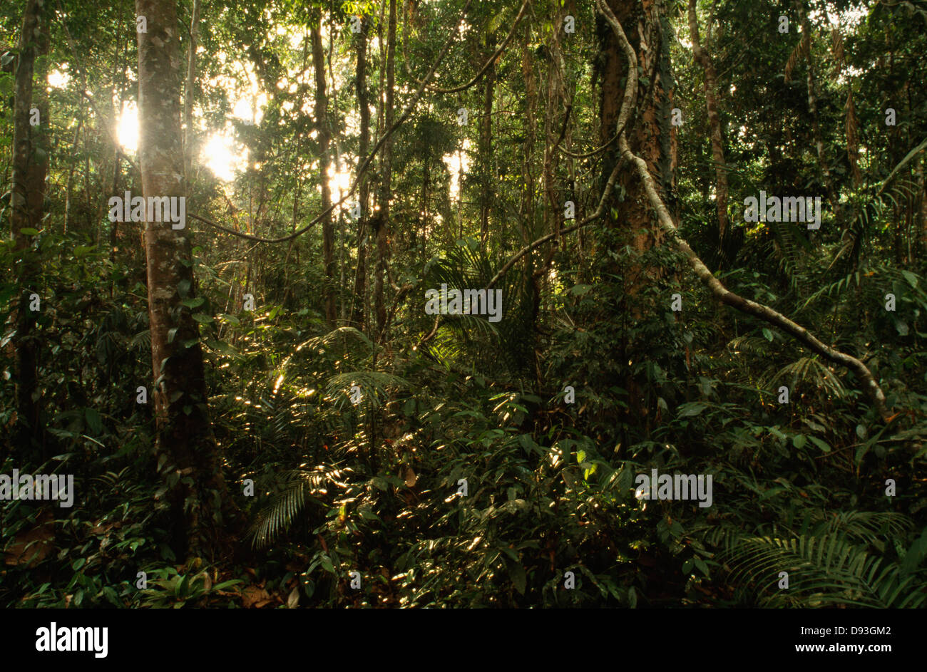 Forest trees in morning sunlight Stock Photo - Alamy