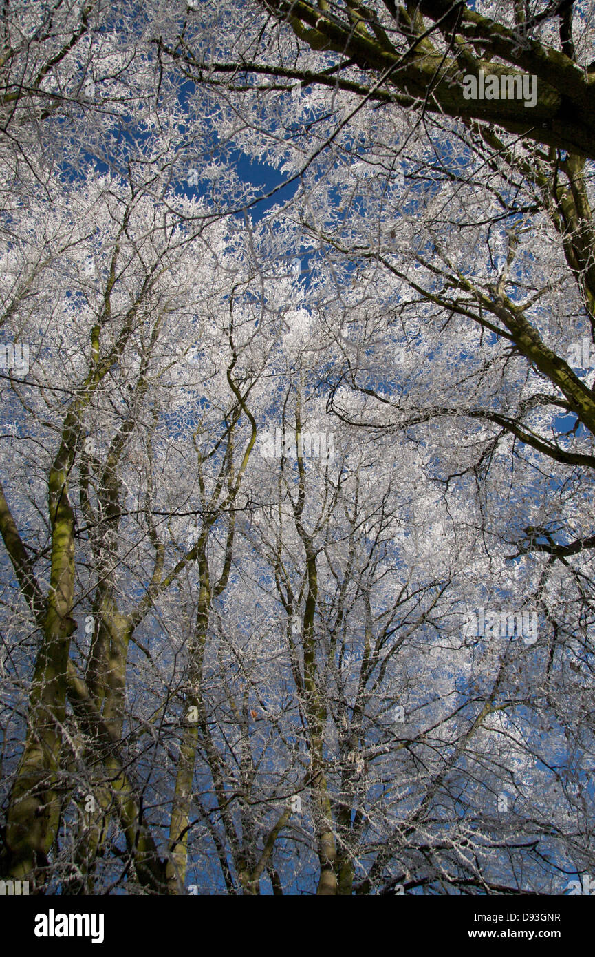 Trees in winter with a heavy hoar frost Stock Photo - Alamy