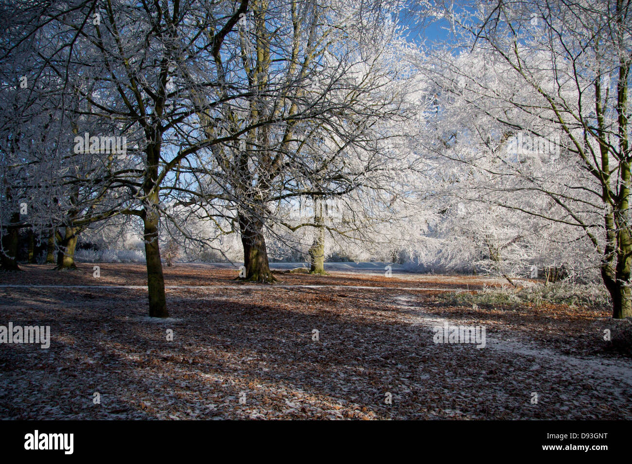 Heavy frost in trees hi-res stock photography and images - Alamy