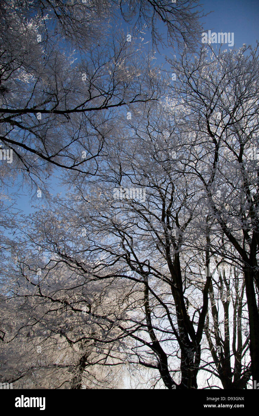 Trees in winter with a heavy hoar frost Stock Photo - Alamy