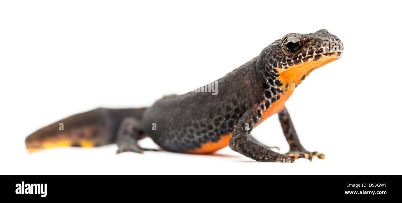 Newt hi-res stock photography and images - Alamy