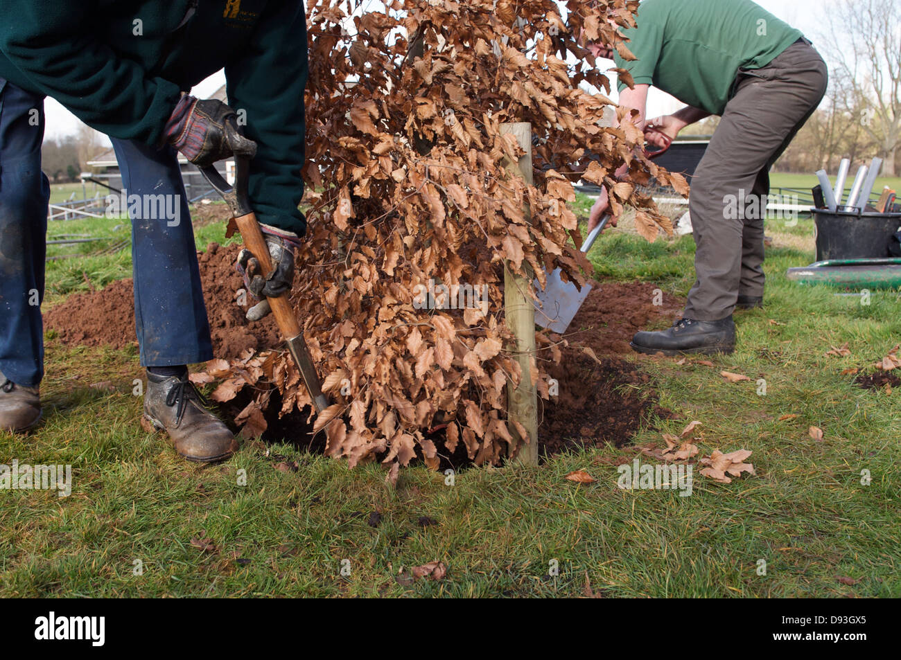 Two forestry workers planting a new tree Stock Photo - Alamy
