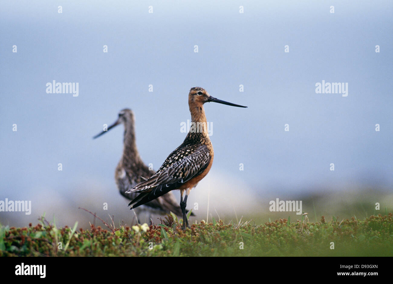 Two birds sitting side side hi-res stock photography and images - Alamy