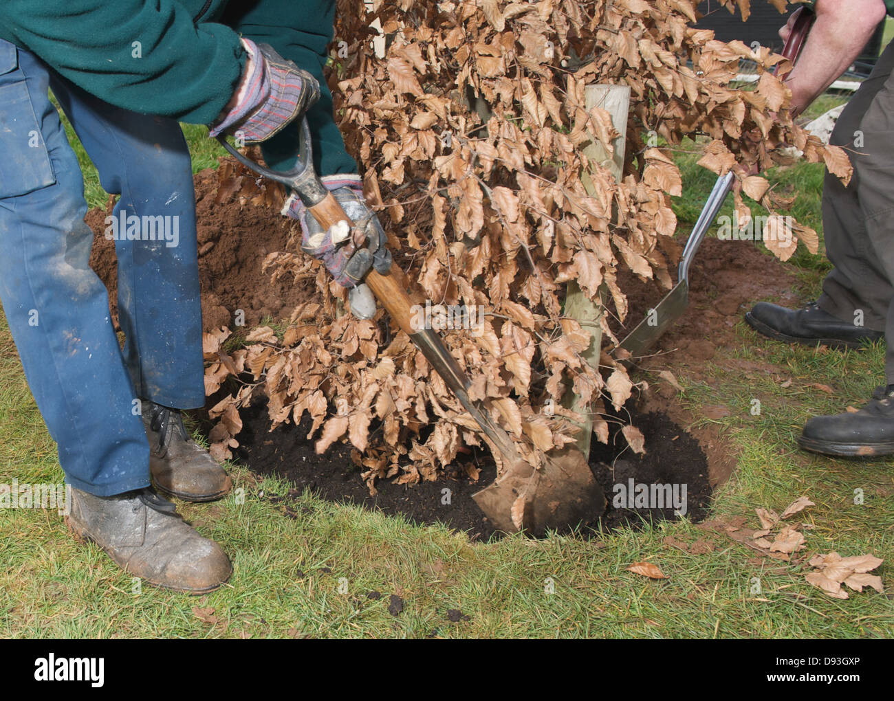 Two men planting a tree in a hole Stock Photo - Alamy