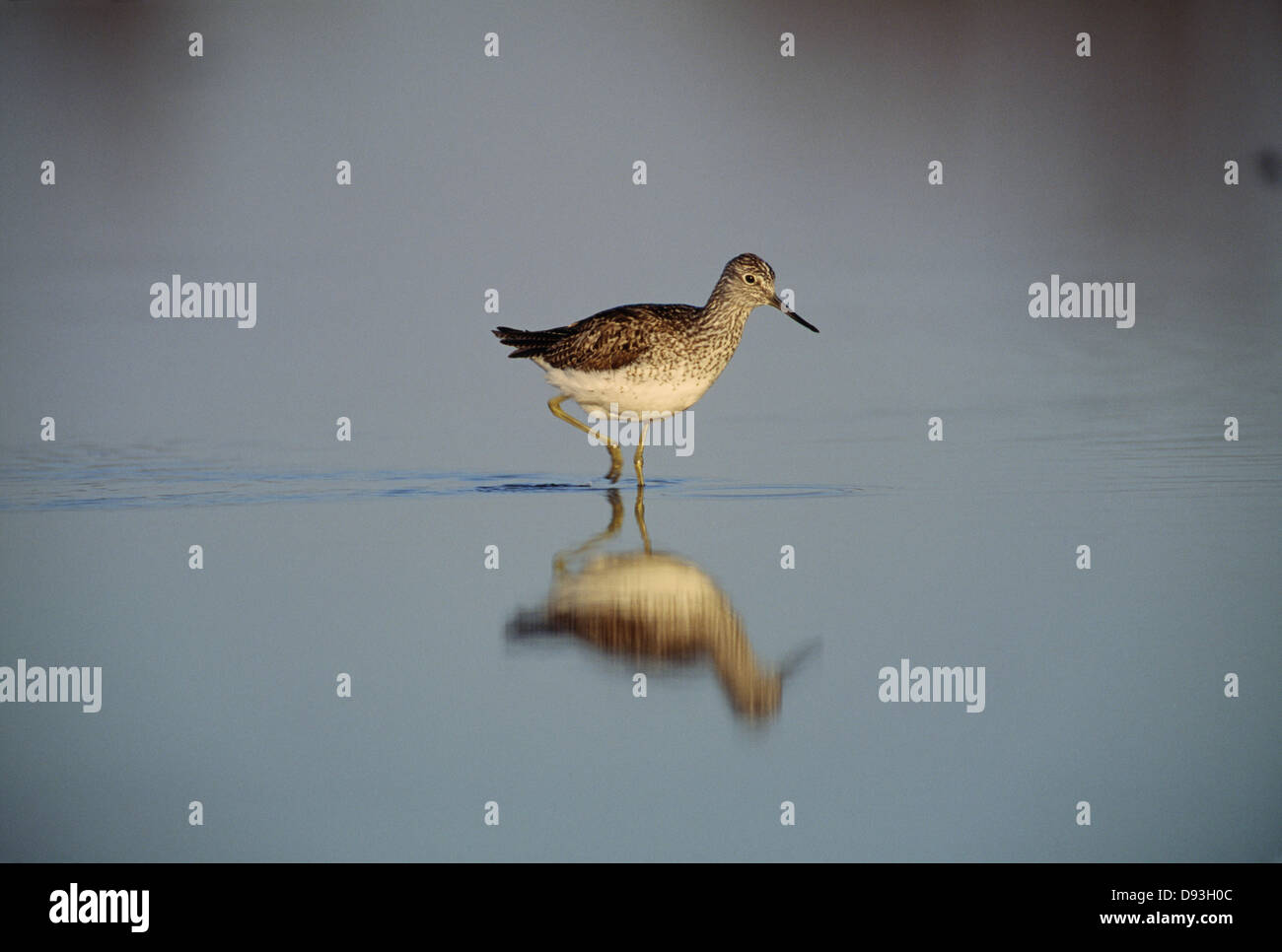 Bird in pond, close-up Stock Photo - Alamy