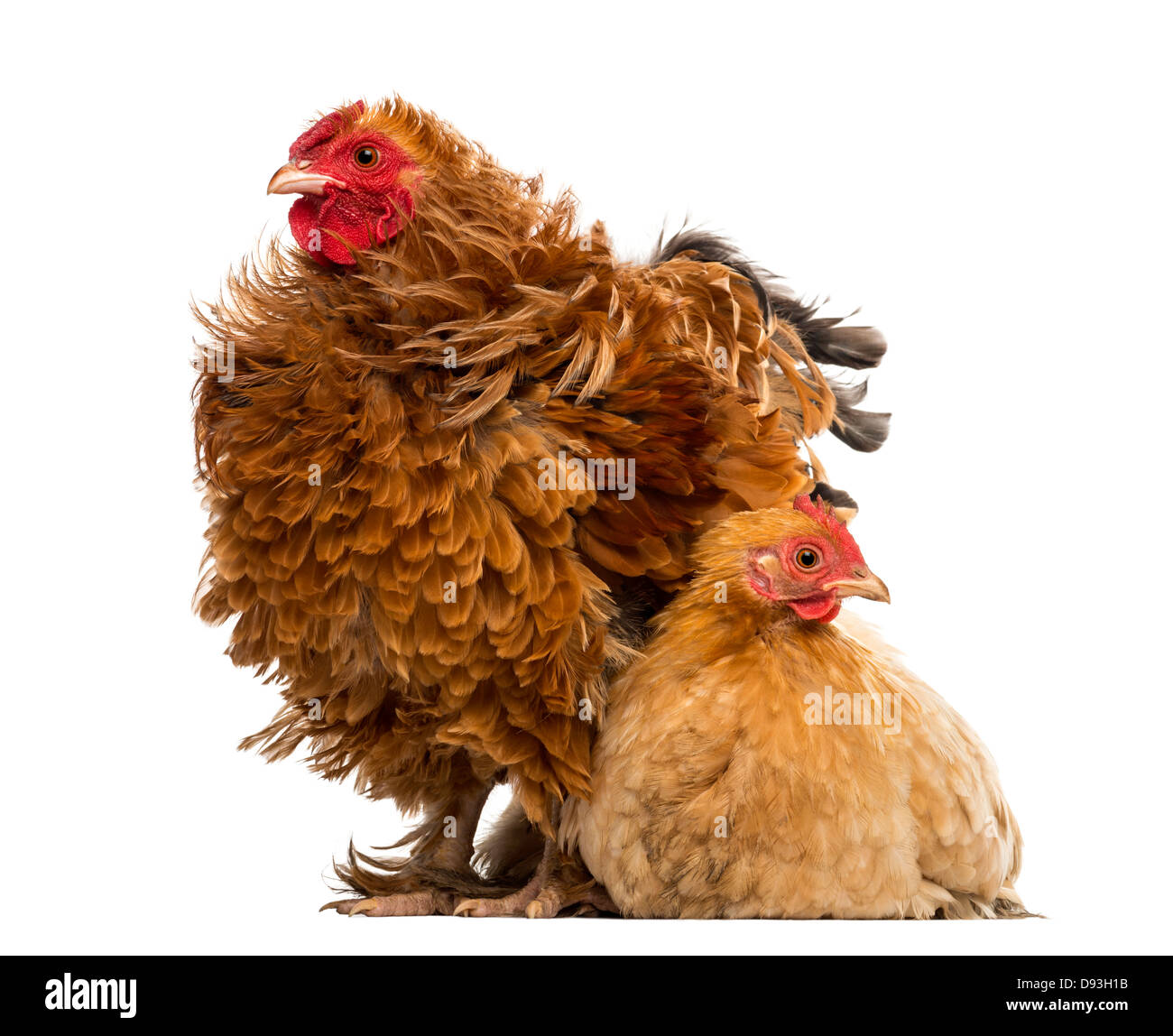 Pekin bantam hi-res stock photography and images - Alamy