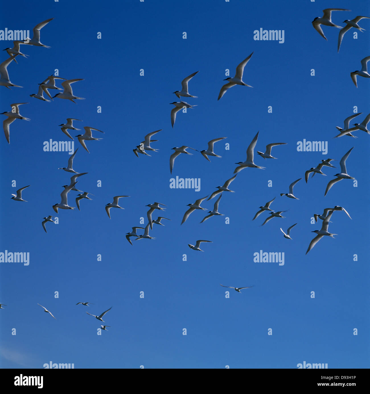 Flock of flying birds Stock Photo - Alamy