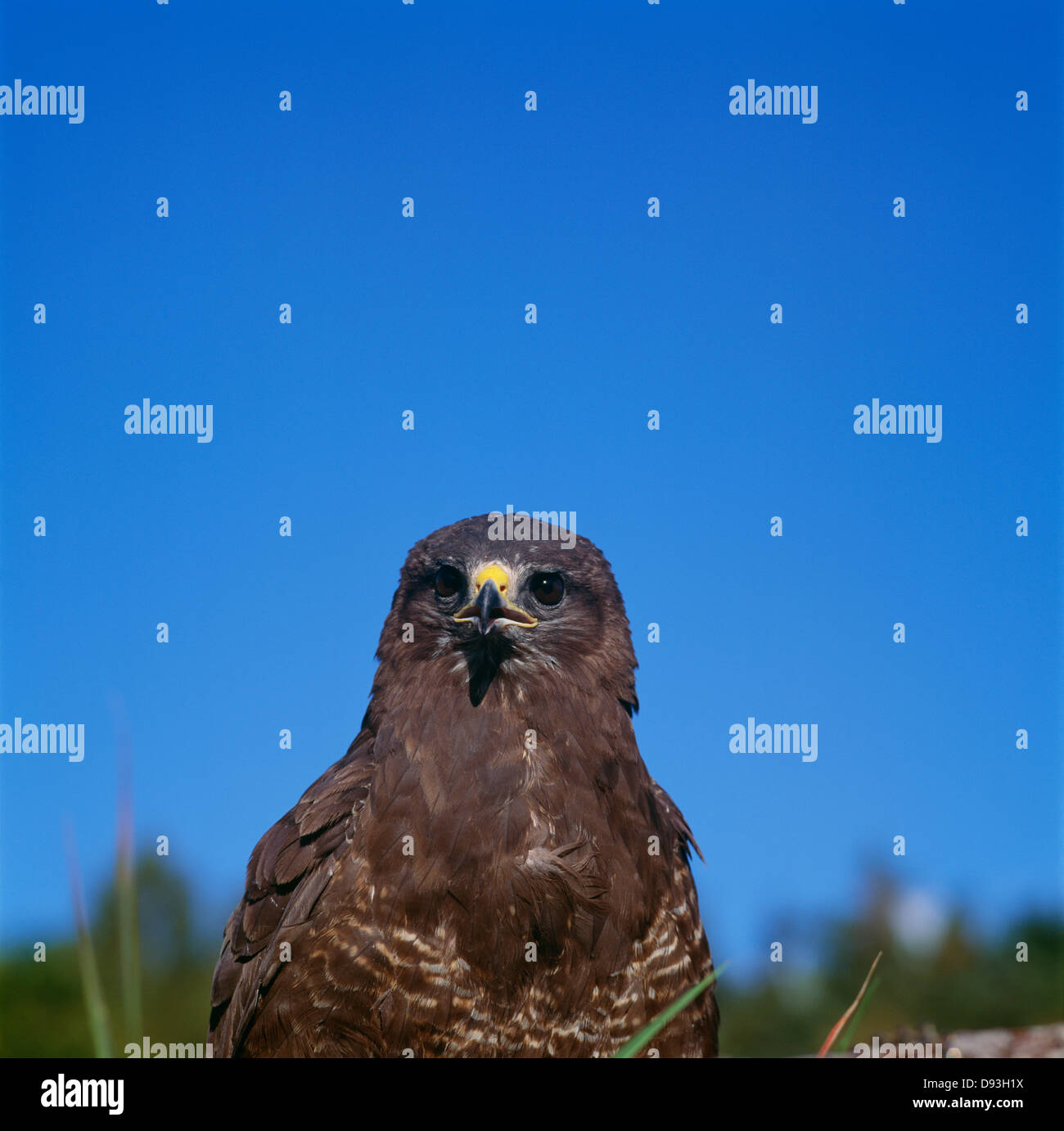 A buzzard, close-up Stock Photo - Alamy