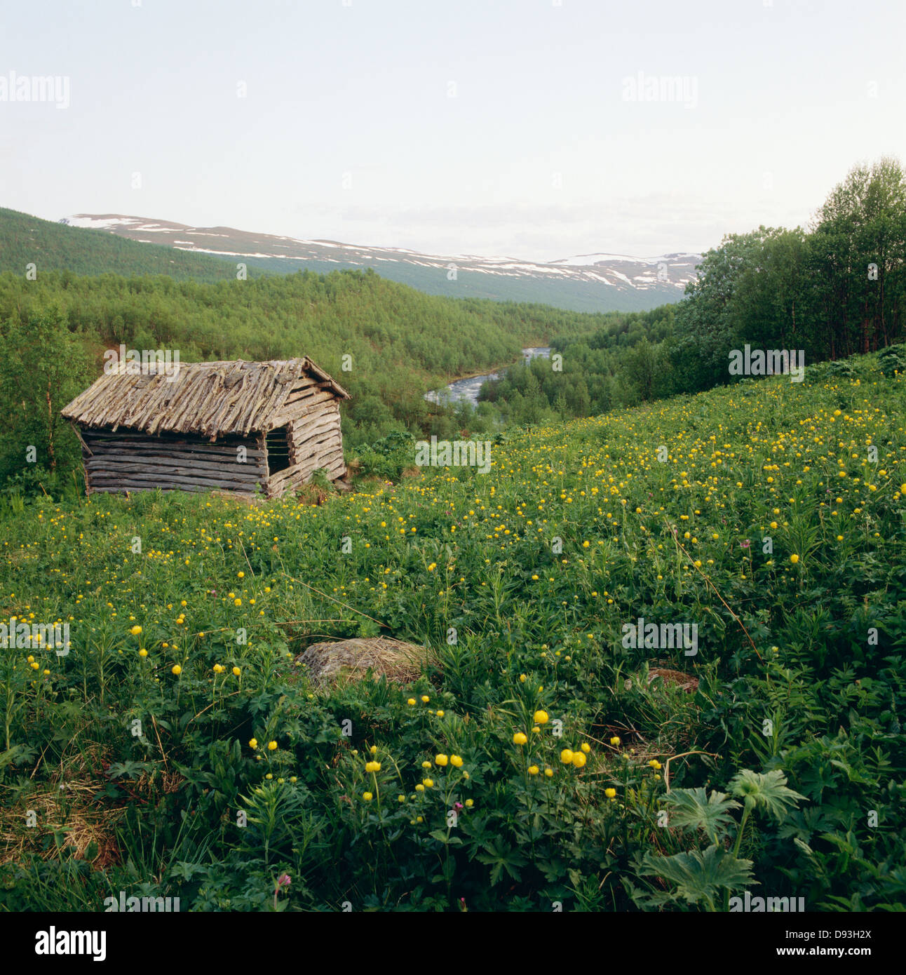 Hut surrounded by trees Stock Photo - Alamy