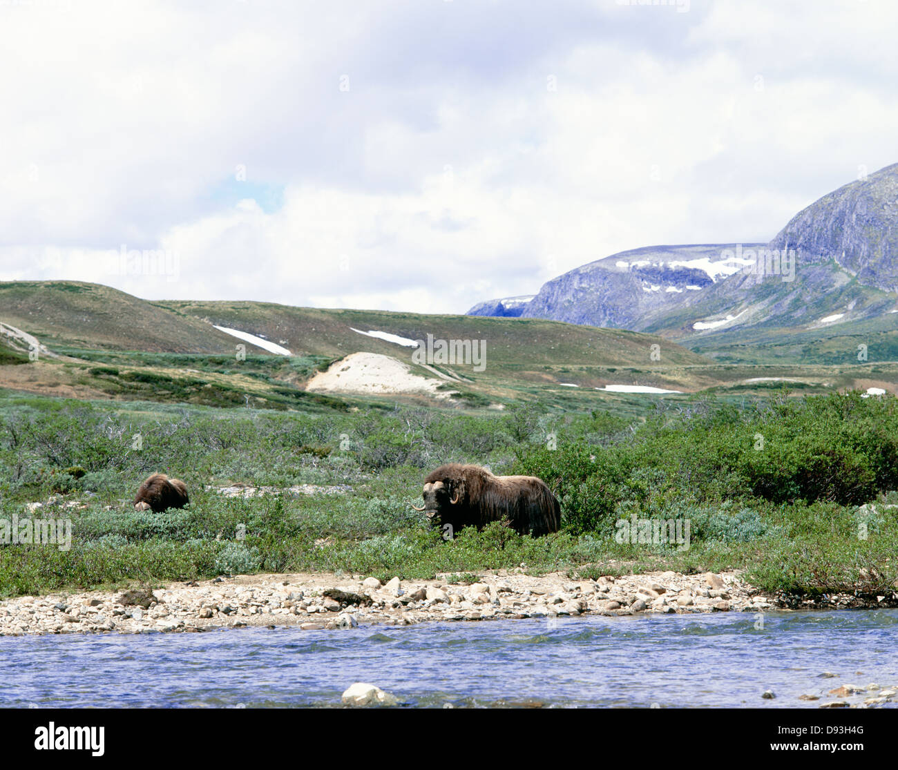 River bison hi-res stock photography and images - Alamy