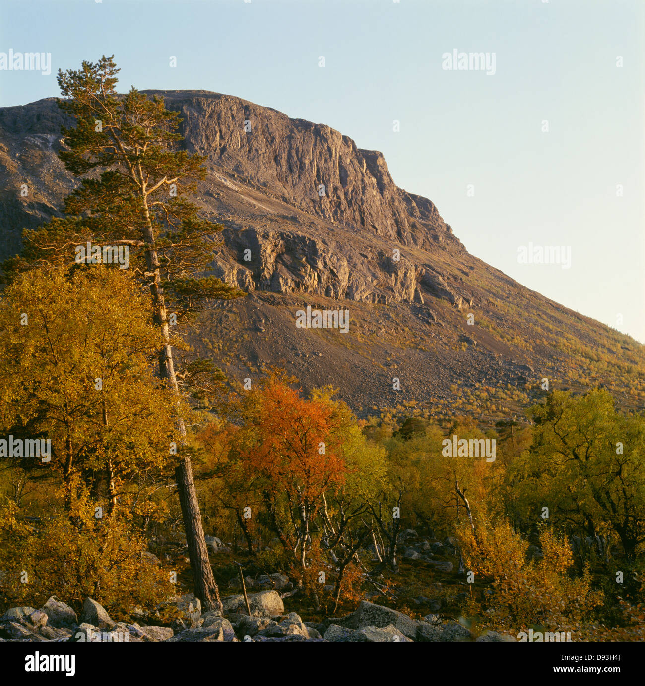 Trees by mountain, low angle view Stock Photo - Alamy