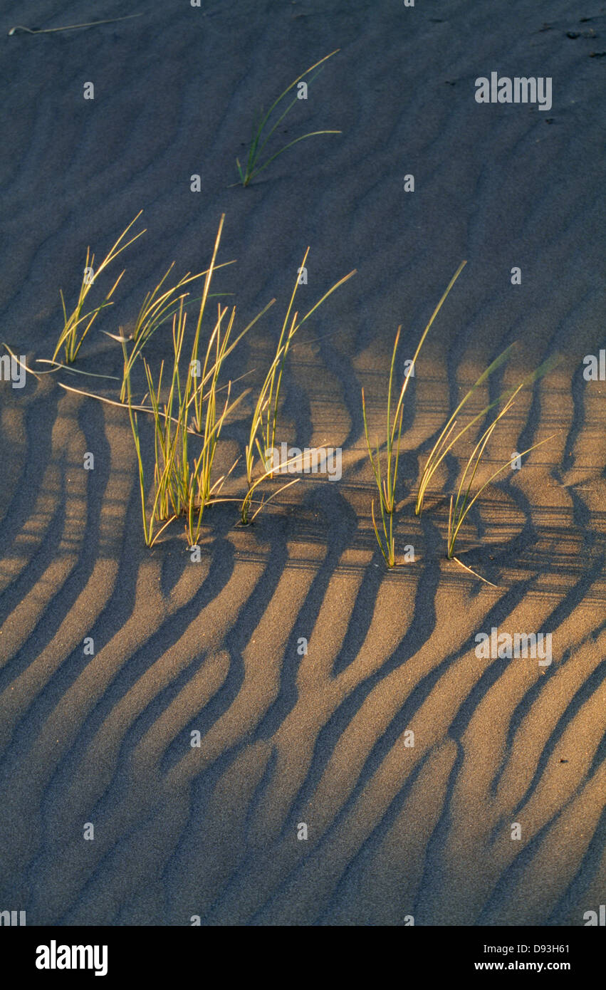 Grass growing on sand Stock Photo - Alamy