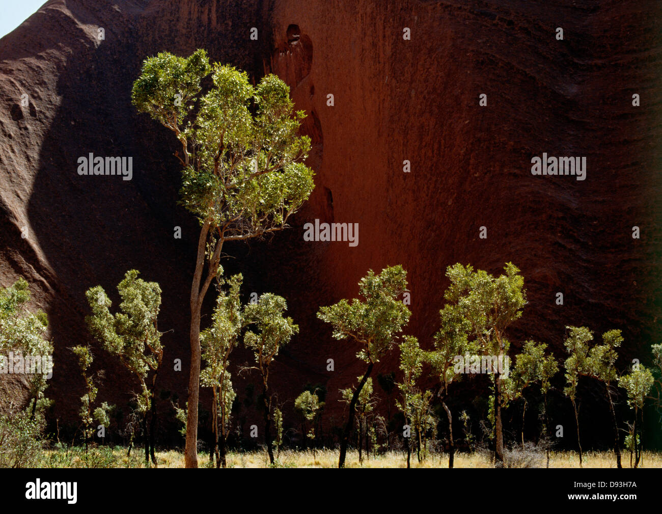 View of uluru with trees in foreground Stock Photo - Alamy