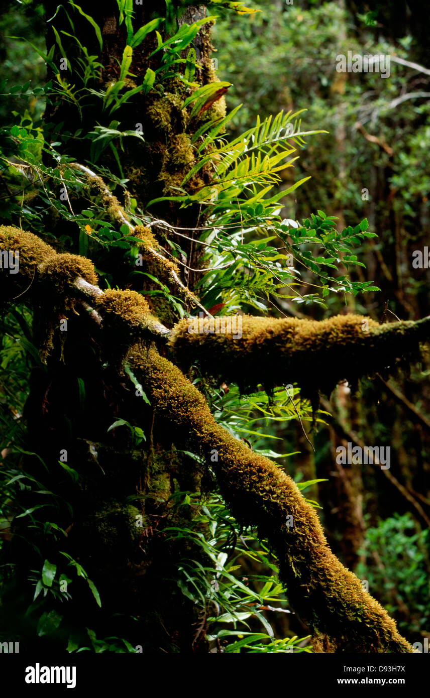 Moss covered tree hi-res stock photography and images - Alamy
